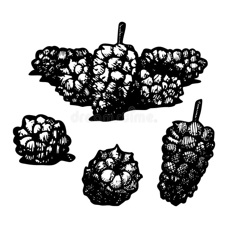 Gelso illustrazione vettoriale. Illustrazione di biologia - 43496861