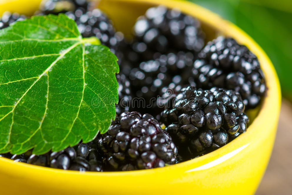 Gelso fotografia stock. Immagine di vetro, freschezza - 74117146