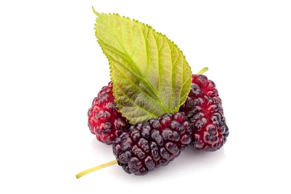 Gelso immagine stock. Immagine di organico, alimento - 94451903