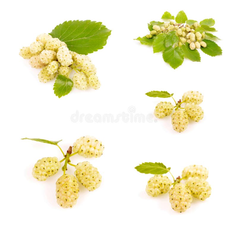 Gelso bianco fotografia stock. Immagine di oggetti, consumo - 25160522