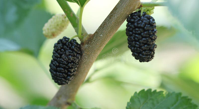 Gelso in giardino, estate fotografia stock. Immagine di dolce - 150807156