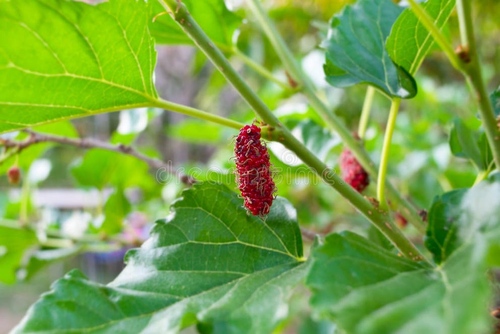 Gelso rosso sul ramo immagine stock. Immagine di dolce - 69016467