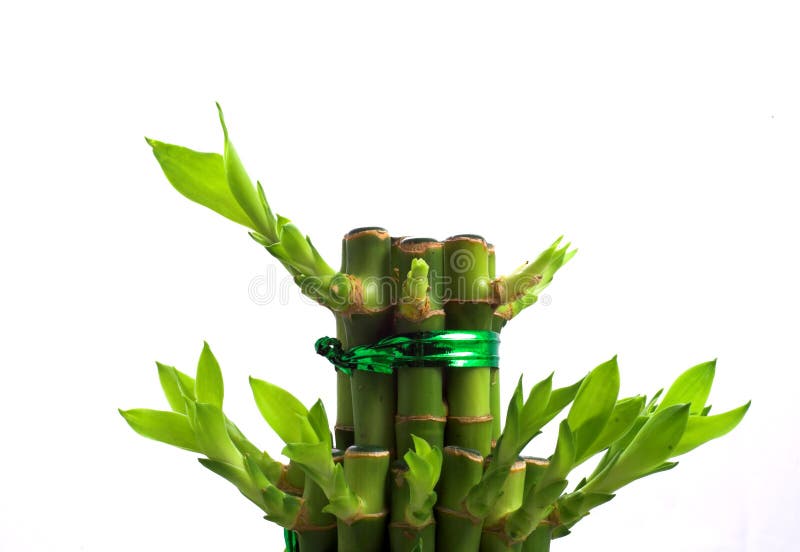 Het Bamboe van het geluk stock foto. Image of azië, gelukkig - 17788174