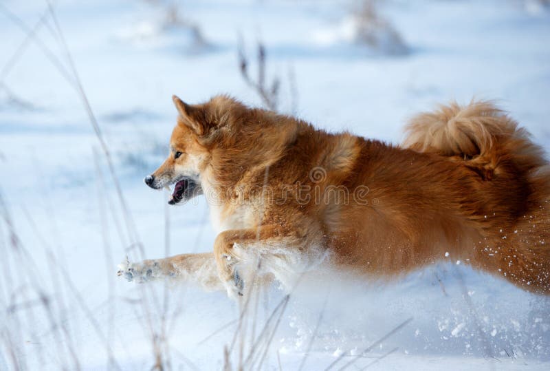 Gelukkige Hond Die in De Sneeuw Lopen Stock Foto - Image of actief ...