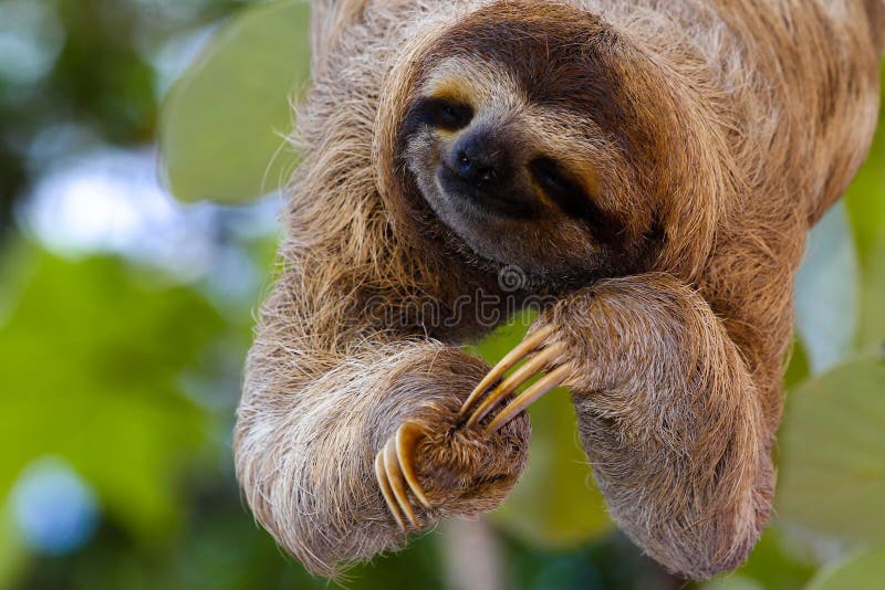 Gelukkige luiaard stock afbeelding. Afbeelding bestaande uit rica ...