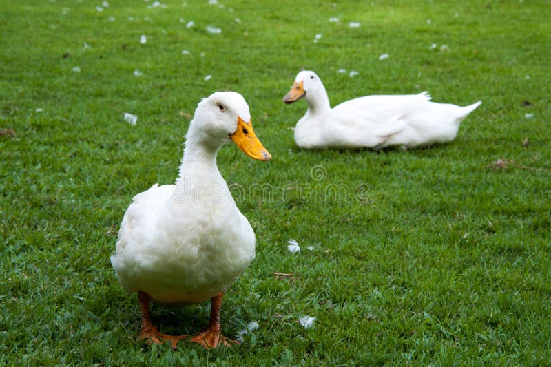 Gelukkige witte eend stock foto. Image of lopen, veren - 27907636