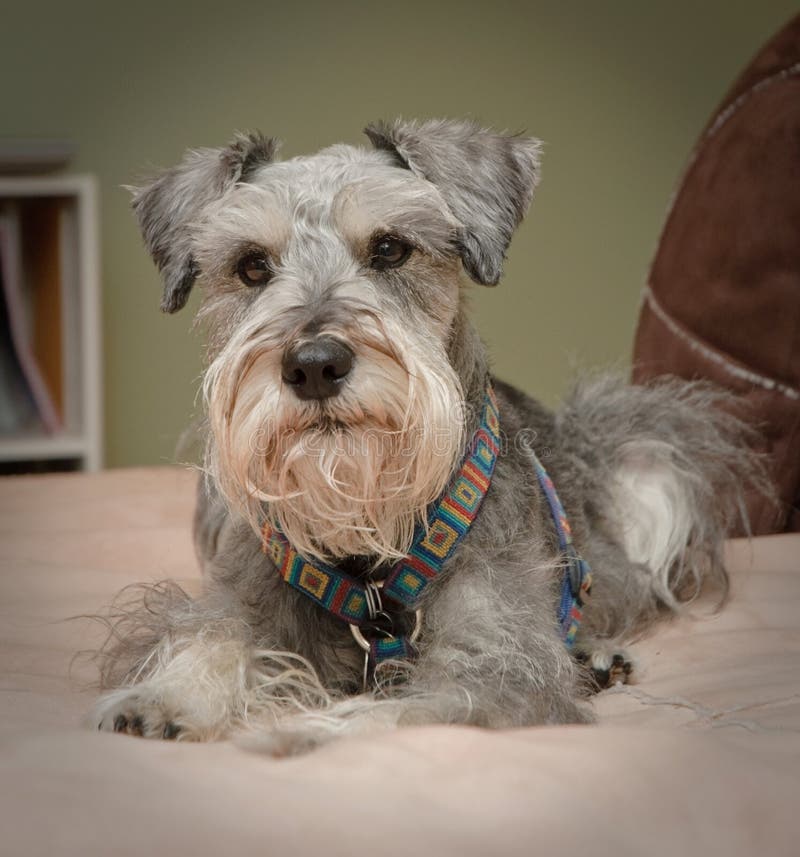 Gemütlicher Kleiner Grauer Hund Stockfoto - Bild von plüsch, innere ...