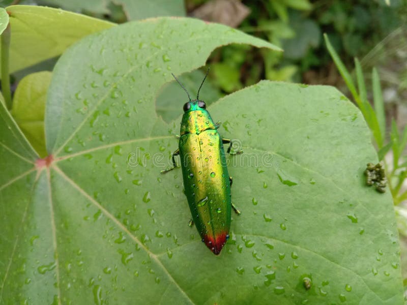 Gem Beetlebeautiful Gems Beautiful Green Insects Stock Image - Image of ...