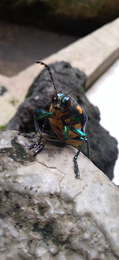 Gem Beetles are Often Brightly Colored and always Have a Hint of Color ...