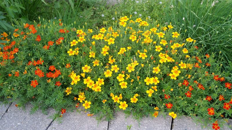 Gem marigolds stock photo. Image of flowerbed, marigolds - 132357848