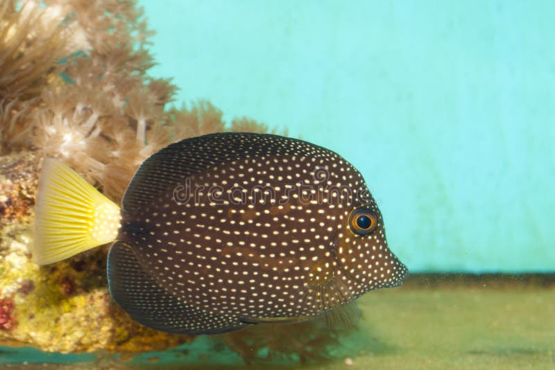 Gem or Spotted Tang fish stock photo. Image of fish, exotic - 18213138