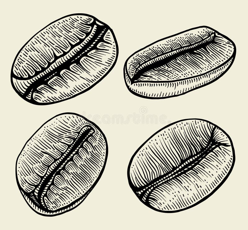 Gemalte Kaffeebohnen Illustration Skizze Vektor Zeichnung Perfekte ...