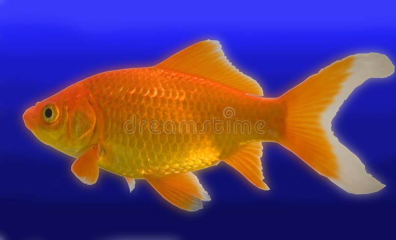 De Goudvis Van Het Huisdier Stock Foto - Image of sinaasappel, vissen ...