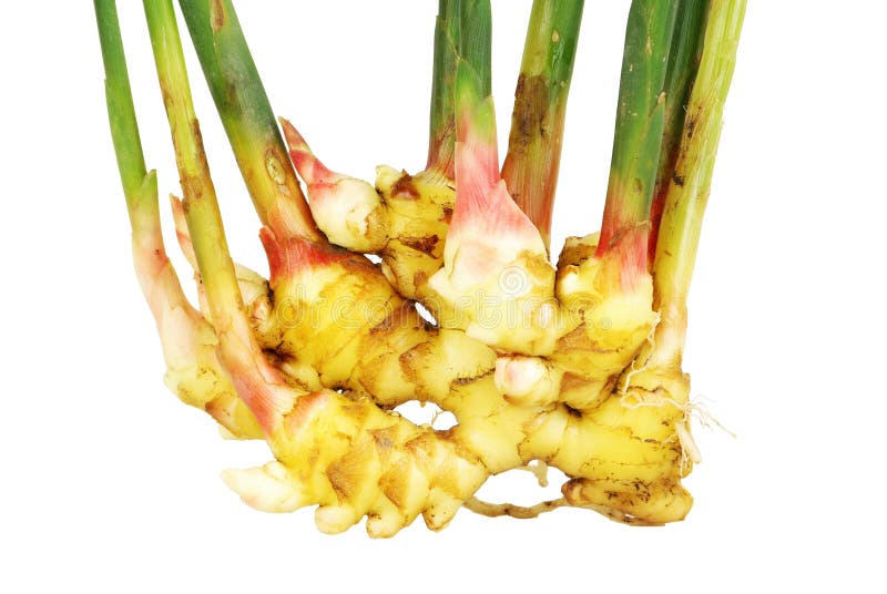 Gehele En Verscheurde Verse Gember Stock Foto - Image of wholesale ...