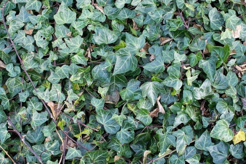 Engelse Klimop of Hedera-schroef in Bloempot Bij Balkon Stock ...