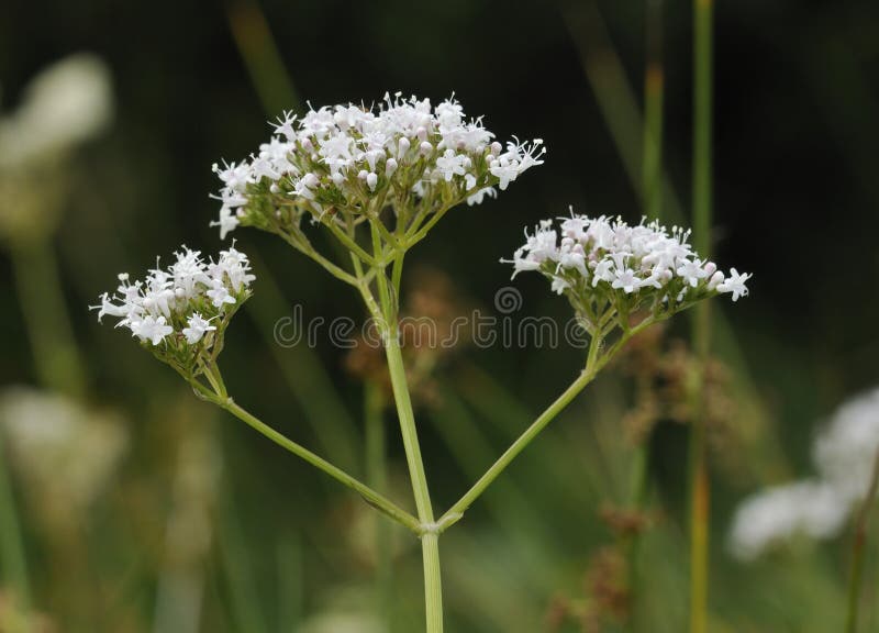 Officinalis Van Valeriana, Het Kruid Van Het Valeriaan Stock Afbeelding ...