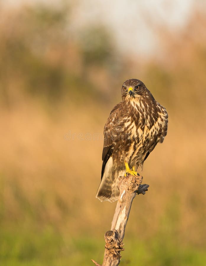 Gemeenschappelijke Buizerd stock afbeelding. Image of veren - 29005645