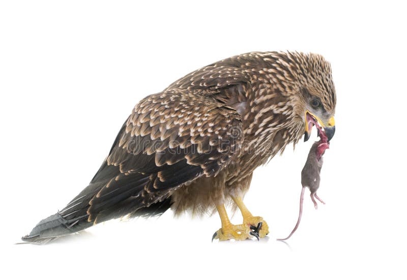 Gemeenschappelijke Buizerd Die Een Muis Eten Stock Foto - Image of ...