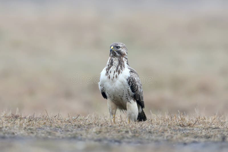 Buizerd Met Witte En Bruine Kleuren Stock Afbeelding - Image of één ...