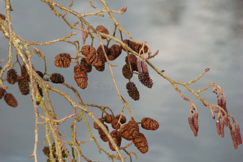 Vruchten van Grijze els stock afbeelding. Image of zaden - 21311201