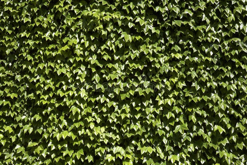 Kasteel Dat Met Engelse Klimop Wordt Behandeld Stock Foto - Image of ...