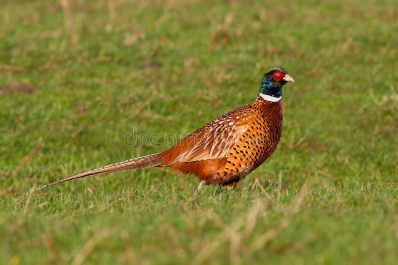 Gewone fazant stock foto. Image of staar, rood, bruin - 37446028