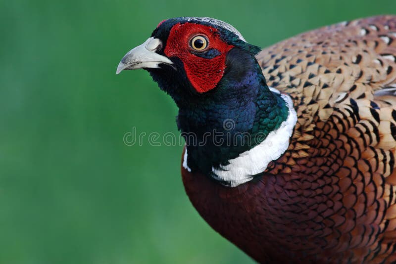 Gewone fazant stock foto. Image of fotografie, dier, nave - 7754108