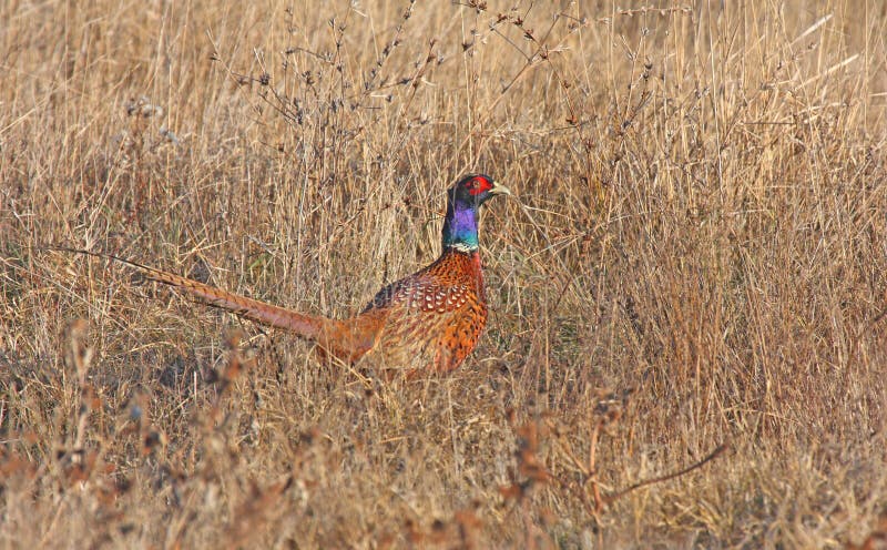 Gemeenschappelijke Fazant (colchicus Phasianus) Stock Foto - Image of ...