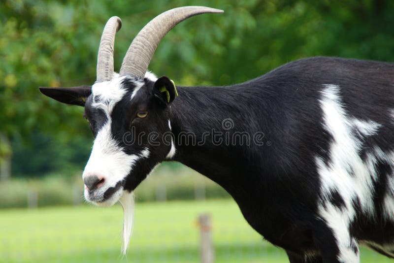 Gemeenschappelijke Geit Van Ten Westen Van Frankrijk Stock Foto ...