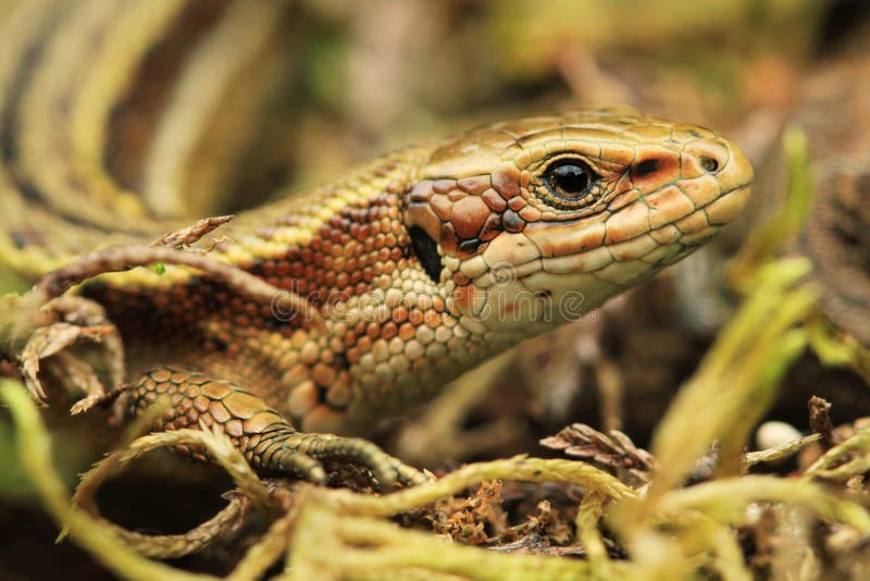 Gemeenschappelijke Hagedis stock foto. Image of dier - 33282200