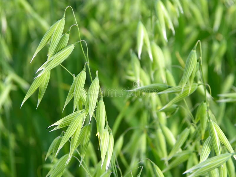 Gemeenschappelijke Haver stock foto. Image of droog, gezondheid - 20675546