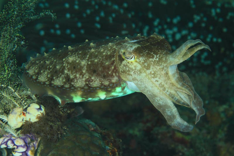 Gemeenschappelijke Inktvissen - Sepia Officinalis Stock Foto - Image of ...