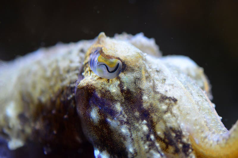 Gemeenschappelijke Inktvissen Stock Foto - Image of onder, rochelle ...