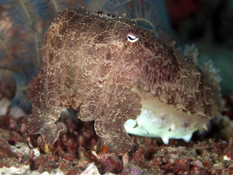 Gemeenschappelijke Inktvissen Stock Foto - Afbeelding bestaande uit ...