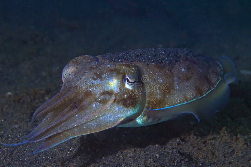 Inktvissen op de zeebodem stock foto. Image of kleur - 78865216