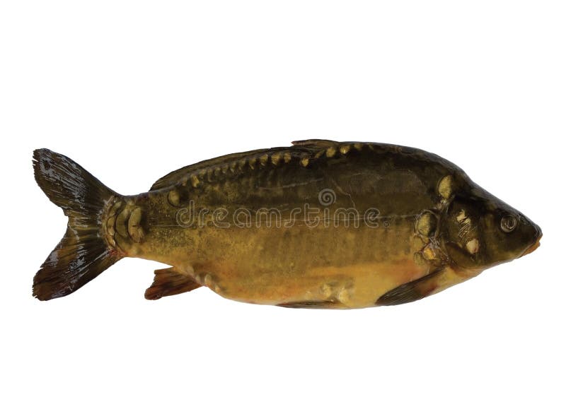 Gemeenschappelijke karper stock afbeelding. Image of vangst - 1329007