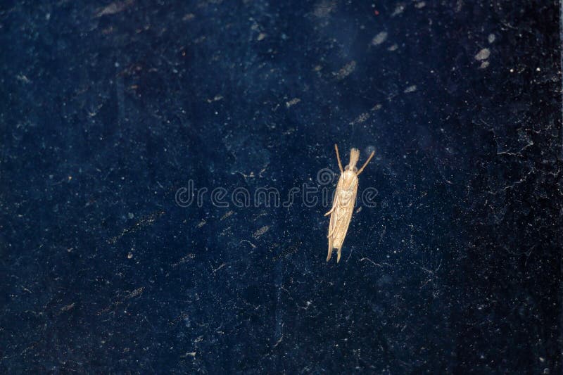 Gemeenschappelijke Kleermot Op Glas Stock Afbeelding - Image of gouden ...