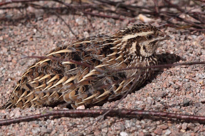 De Gewone Kwartel Coturnix Coturnix of Europese Kwartel is Een Kleine ...