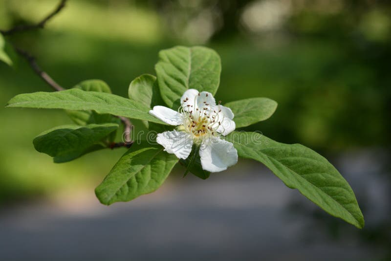 Gemeenschappelijke Mispel Op Boom Stock Afbeelding - Image of rijp ...