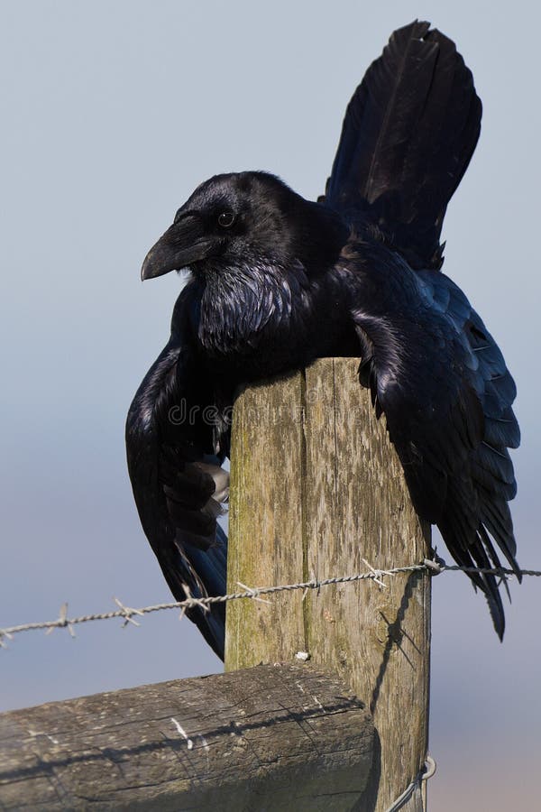 Zwarte raaf of kraai stock afbeelding. Image of kijkt - 13895417