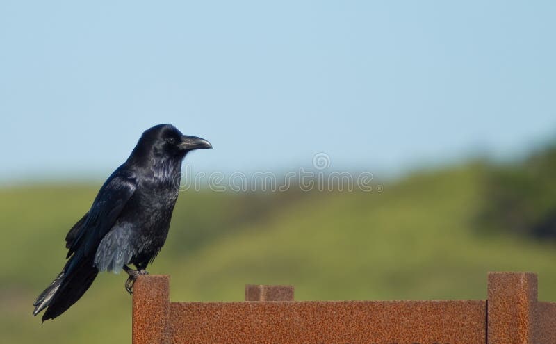 Zwarte raaf of kraai stock afbeelding. Image of kijkt - 13895417