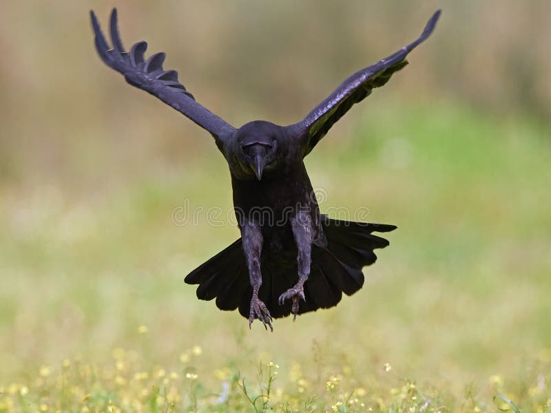 Gemeenschappelijke Raaf (Corvus Corax) Stock Foto - Image of vliegen ...