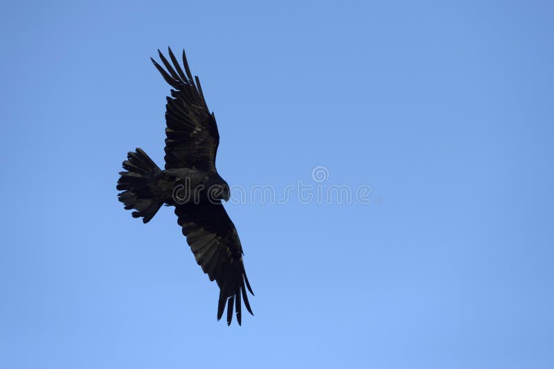 Gemeenschappelijke Raaf Tijdens De Vlucht Stock Afbeelding - Image of ...