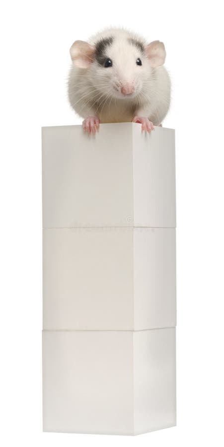 Gemeenschappelijke Rat of Rioolrat of Werfrat Stock Foto - Image of ...