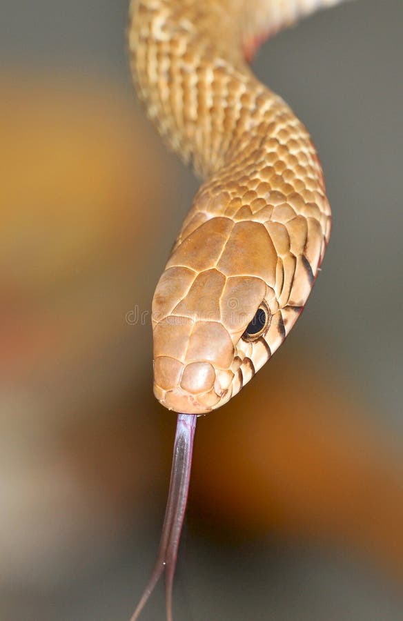 Gemeenschappelijke Rattenslang Stock Foto - Image of textuur, wild: 7948596