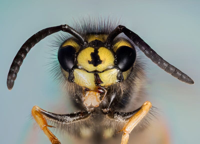 Gemeenschappelijke Wesp, Wesp Stock Foto - Image of ongedierte, steek ...