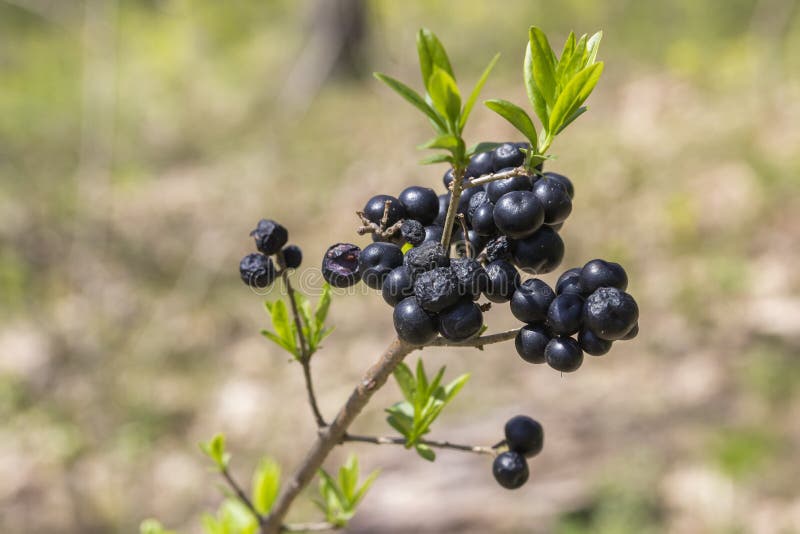 Gemeine Liguster Ligustrum Vulgare Beeren Im Herbst Stockbild - Bild ...