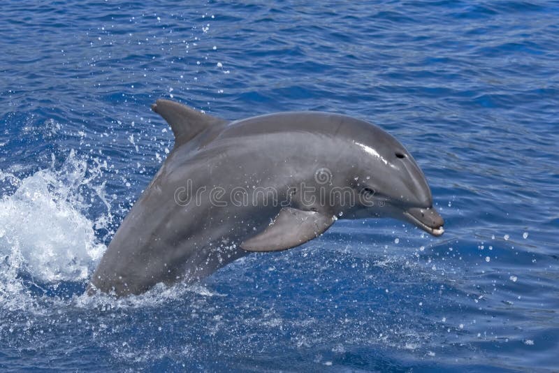 Springender Delphin stockfoto. Bild von nett, leben, glücklich - 29729230
