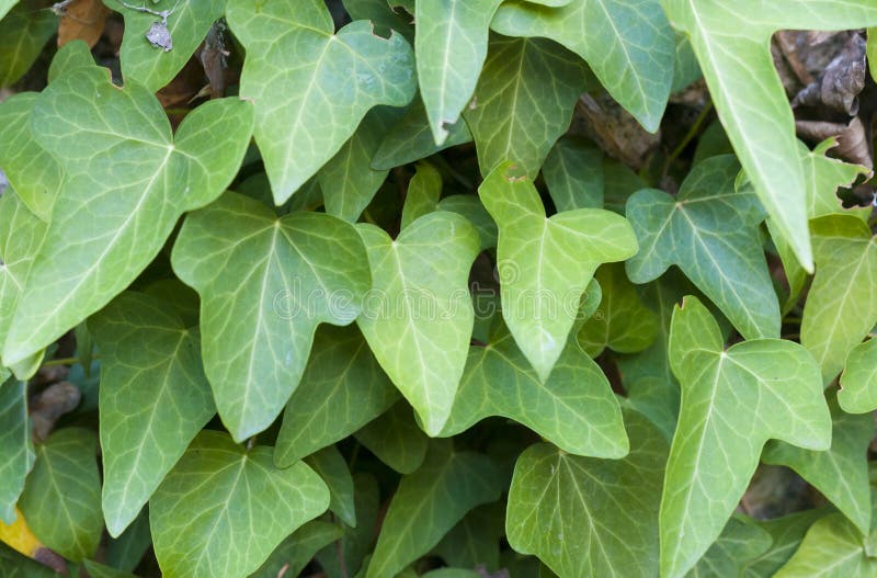 Gemeiner Efeu stockbild. Bild von efeu, angriffs, knospe - 39613971