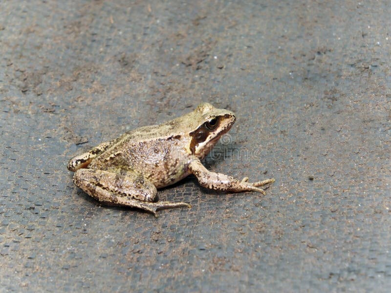 Gemeiner Frosch stockbild. Bild von wildnis, europäisch - 111416059